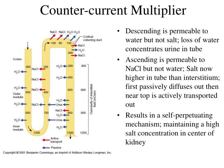 PPT - Excretory System PowerPoint Presentation - ID:5118625