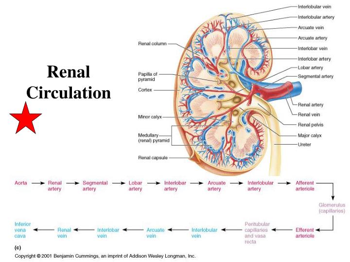 PPT - Excretory System PowerPoint Presentation - ID:5118625