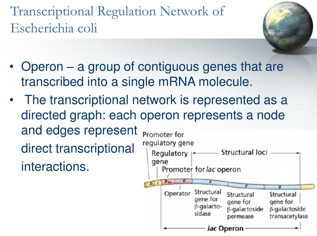 PPT - Network motifs: discovery and applications PowerPoint ... PPT - Network motifs: discovery and applications PowerPoint ...
