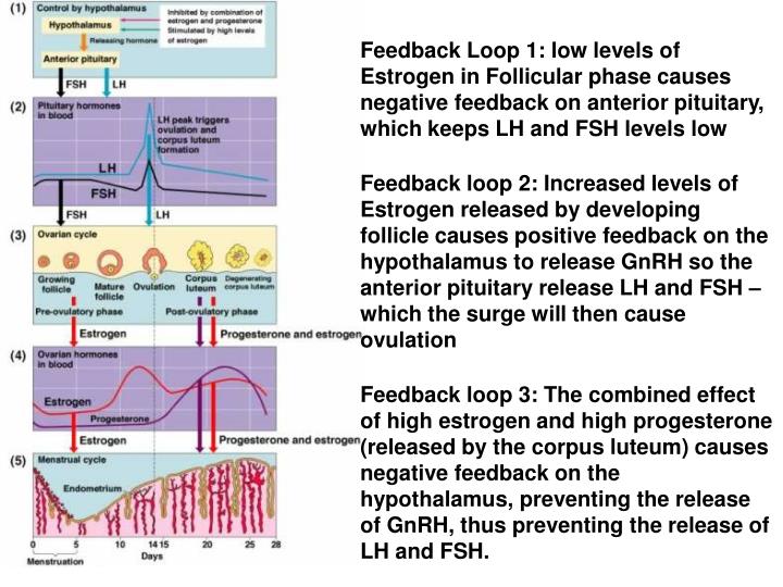 PPT - 1. FSH: Follicle-stimulating hormone; and LH: luteinizing hormone ...