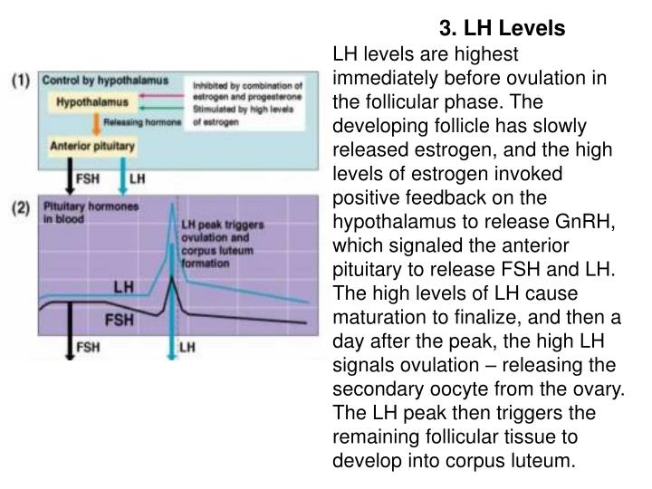PPT - 1. FSH: Follicle-stimulating hormone; and LH: luteinizing hormone ...