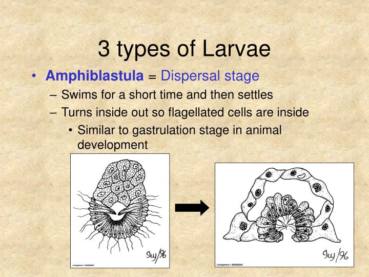 PPT - Feeding in Sponges PowerPoint Presentation - ID:5120831