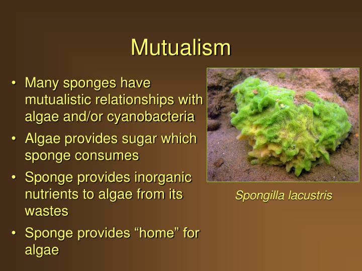 PPT - Feeding in Sponges PowerPoint Presentation - ID:5120831