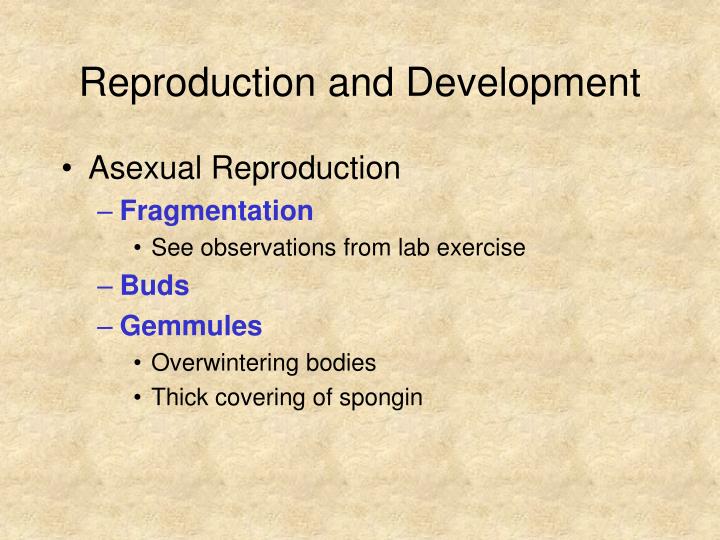PPT - Feeding in Sponges PowerPoint Presentation - ID:5120831