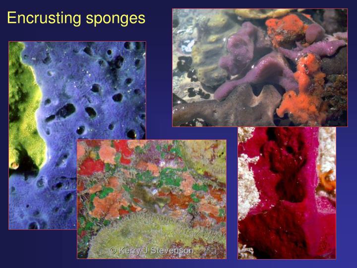 PPT - Feeding in Sponges PowerPoint Presentation - ID:5120831