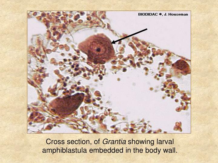 PPT - Feeding in Sponges PowerPoint Presentation - ID:5120831
