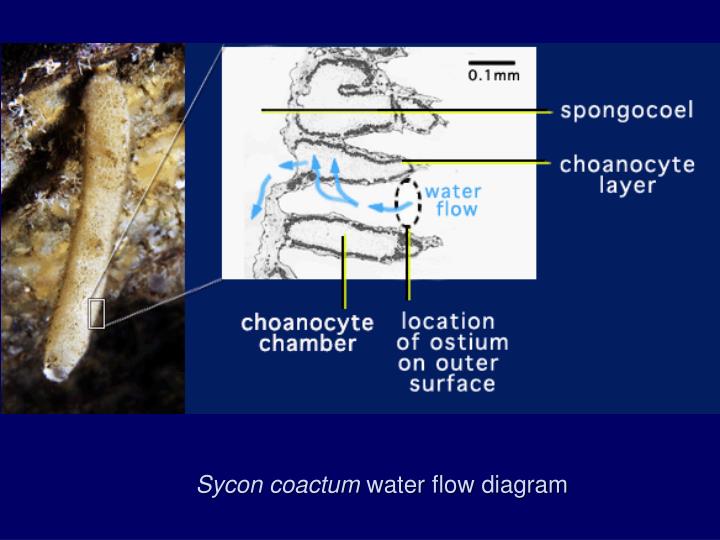 PPT - Feeding in Sponges PowerPoint Presentation - ID:5120831