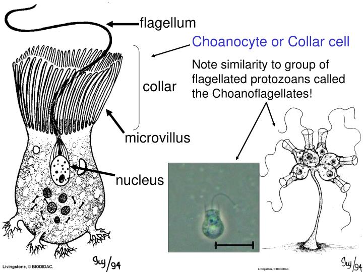 PPT - Feeding in Sponges PowerPoint Presentation - ID:5120831