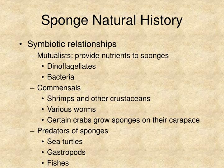 PPT - Feeding in Sponges PowerPoint Presentation - ID:5120831