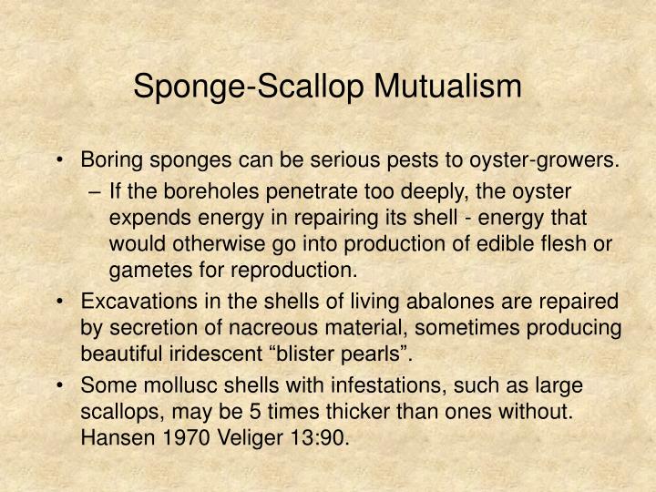 PPT - Feeding in Sponges PowerPoint Presentation - ID:5120831