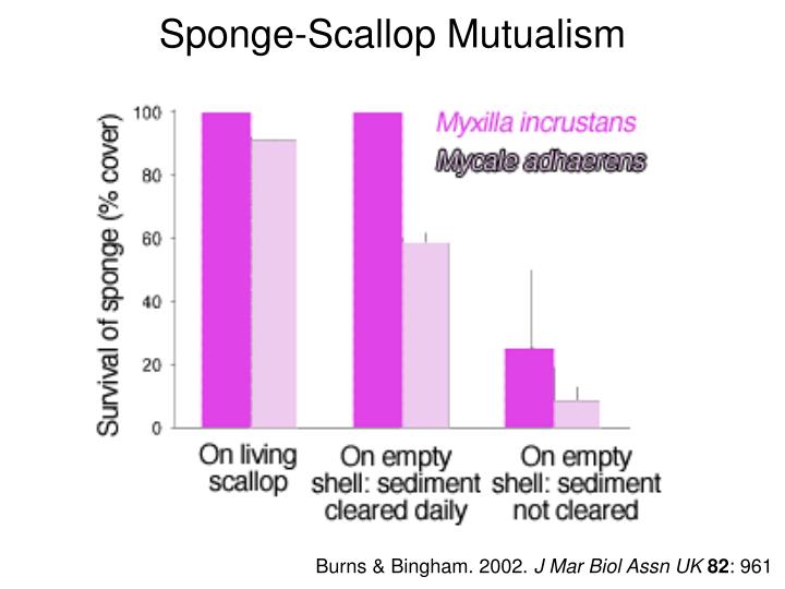 PPT - Feeding in Sponges PowerPoint Presentation - ID:5120831