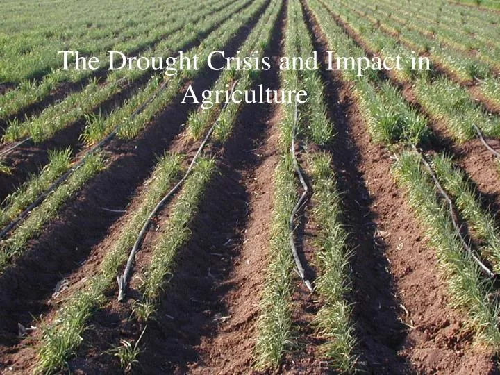 PPT - The Drought Crisis and Impact in Agriculture PowerPoint ...