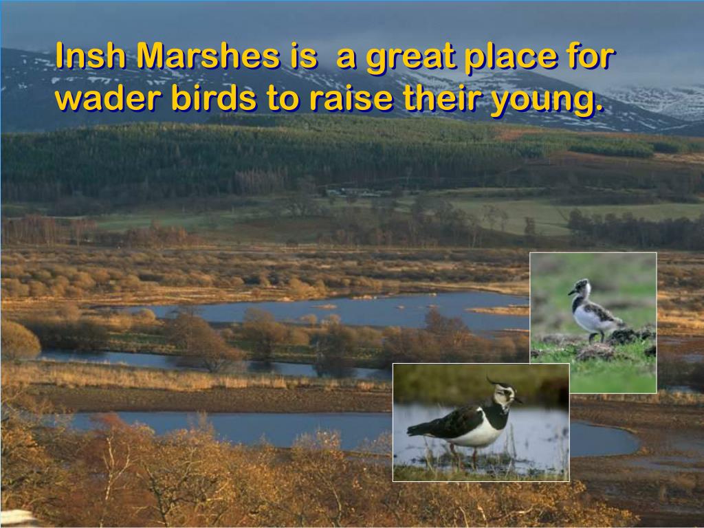 PPT - You are going to visit the RSPB’s National Nature Reserve at Insh ...