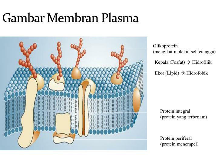 PPT - SEL PowerPoint Presentation - ID:5124858
