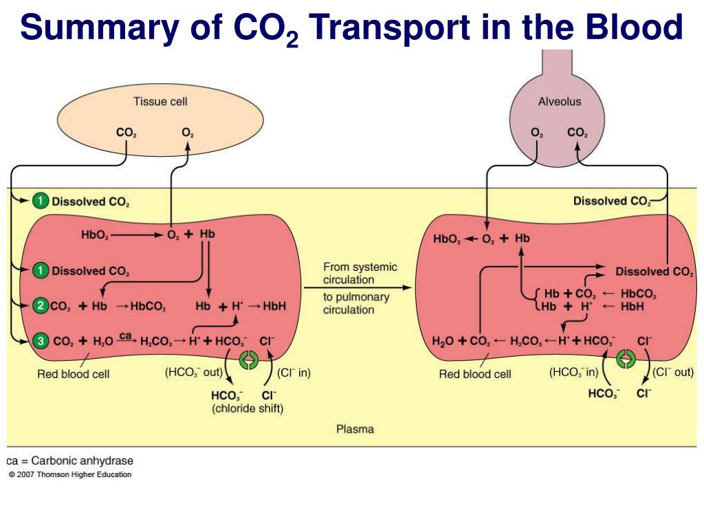 PPT - Gas Transport in the Blood PowerPoint Presentation, free download ... PPT - Gas Transport in the Blood PowerPoint Presentation, free download ...
