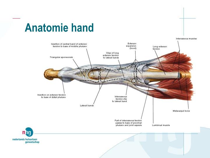 PPT - Onderwijsmateriaal voor toetsgroepen PowerPoint Presentation - ID ...