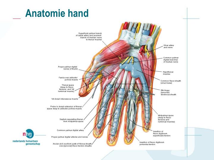 PPT - Onderwijsmateriaal voor toetsgroepen PowerPoint Presentation - ID ...