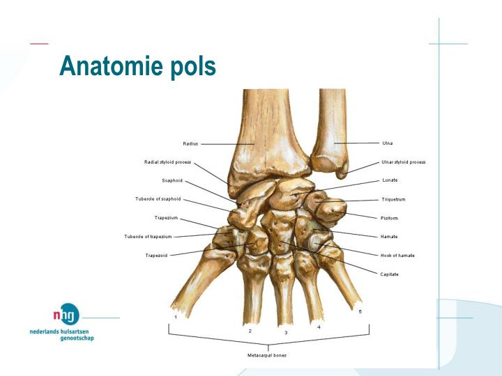 PPT - Onderwijsmateriaal voor toetsgroepen PowerPoint Presentation - ID ...