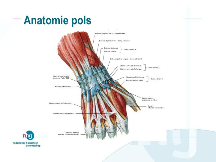 PPT - Onderwijsmateriaal voor toetsgroepen PowerPoint Presentation - ID ...