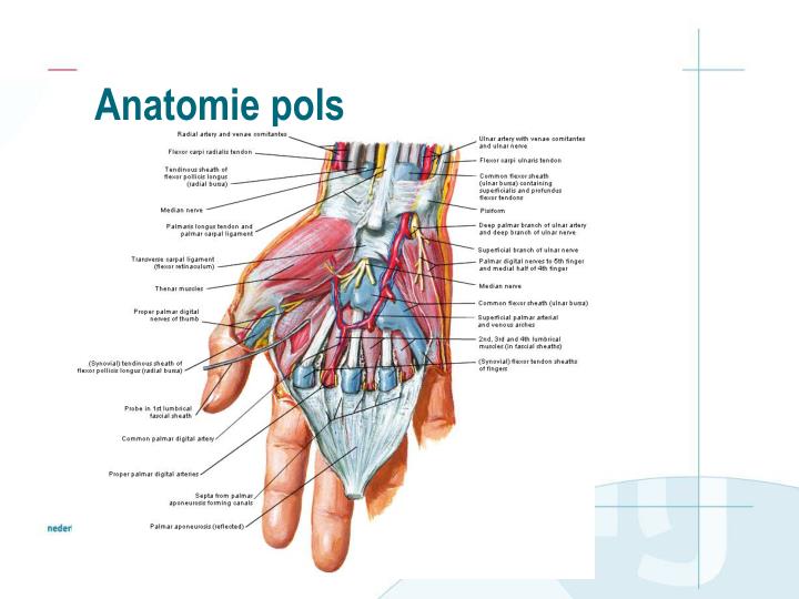 PPT - Onderwijsmateriaal voor toetsgroepen PowerPoint Presentation - ID ...