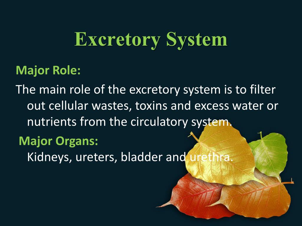 PPT - Awareness of the Anatomy and Physiology of the Human Body ...