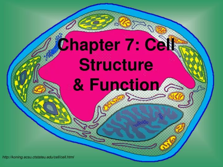 PPT - Chapter 7: Cell Structure & Function PowerPoint Presentation - ID:5128159