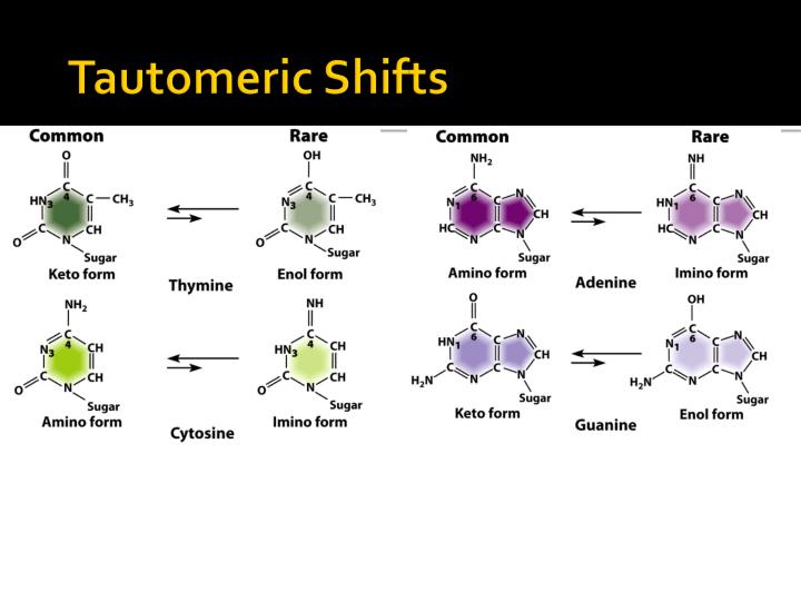 PPT - DNA: Estructura , replicacion , transcripcion , procesamiento y ...
