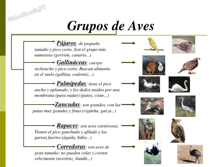 PPT - Los Animales Vertebrados PowerPoint Presentation - ID:5133155