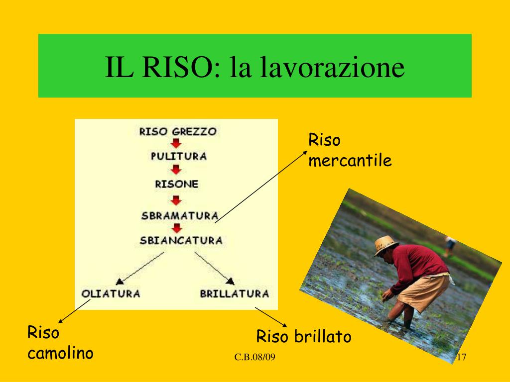 PPT - Il riso: coltivazione, lavorazione e classificazione PowerPoint ...