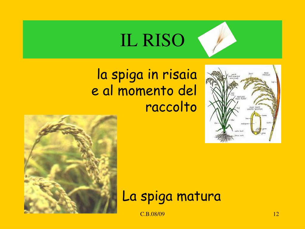 PPT - Il riso: coltivazione, lavorazione e classificazione PowerPoint ...