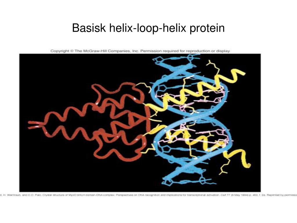 PPT - Strukturen af transkriptionsaktivatorer DNA bindende domæne ...