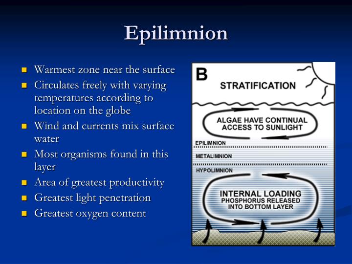 PPT - Lentic Systems PowerPoint Presentation - ID:5134162