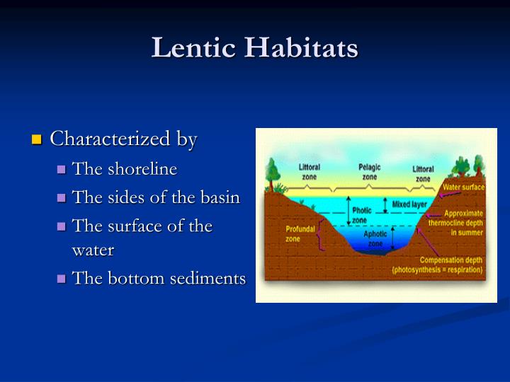 PPT - Lentic Systems PowerPoint Presentation - ID:5134162