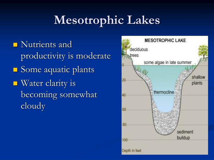 PPT - Lentic Systems PowerPoint Presentation - ID:5134162