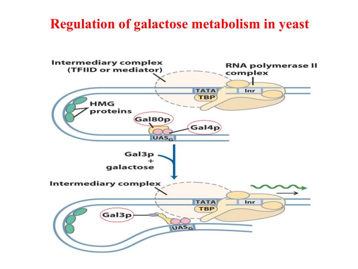 PPT - Regulation of Gene Expression PowerPoint Presentation - ID:5134222