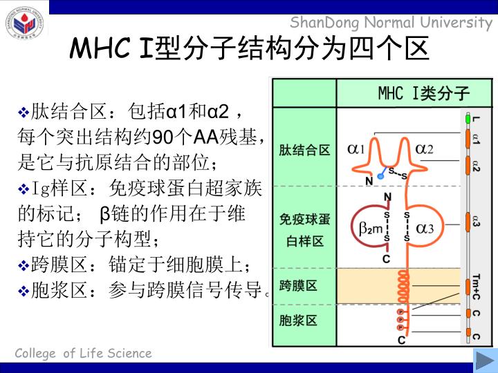 PPT - major histocompatibility complex MHC PowerPoint Presentation - ID ...