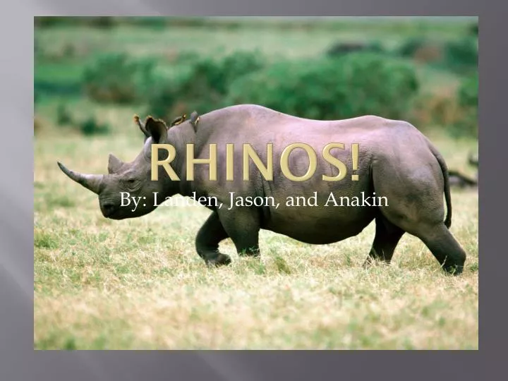 PPT - Rhinos! PowerPoint Presentation, free download - ID:5134365