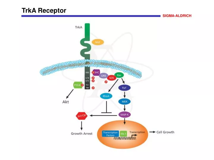 PPT - TrkA Receptor PowerPoint Presentation, free download - ID:5134698