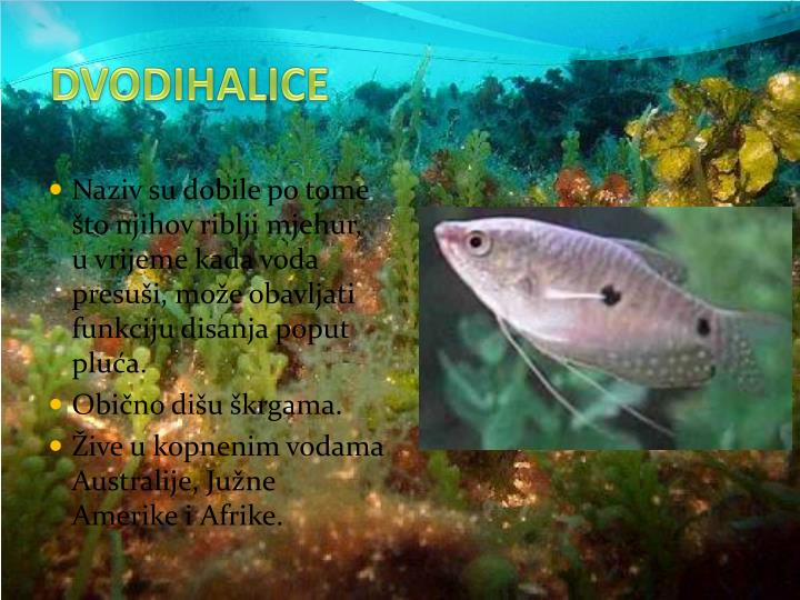PPT - RIBE PowerPoint Presentation - ID:5134794