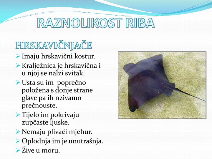 PPT - RIBE PowerPoint Presentation - ID:5134794