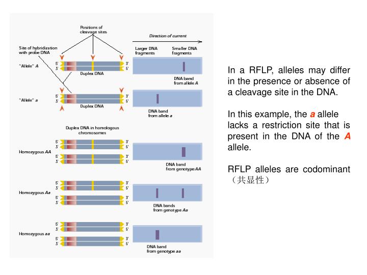PPT - 实验七 应用 PCR-RFLP 进行 ABO 血型分型 PowerPoint Presentation - ID:5135958