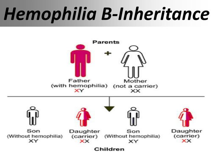 PPT - Hemophilia B PowerPoint Presentation - ID:5136134