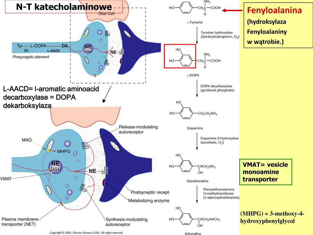 PPT - Neurotransmitery, klasyfikacja, synteza, dezaktywacja, wychwyt ...