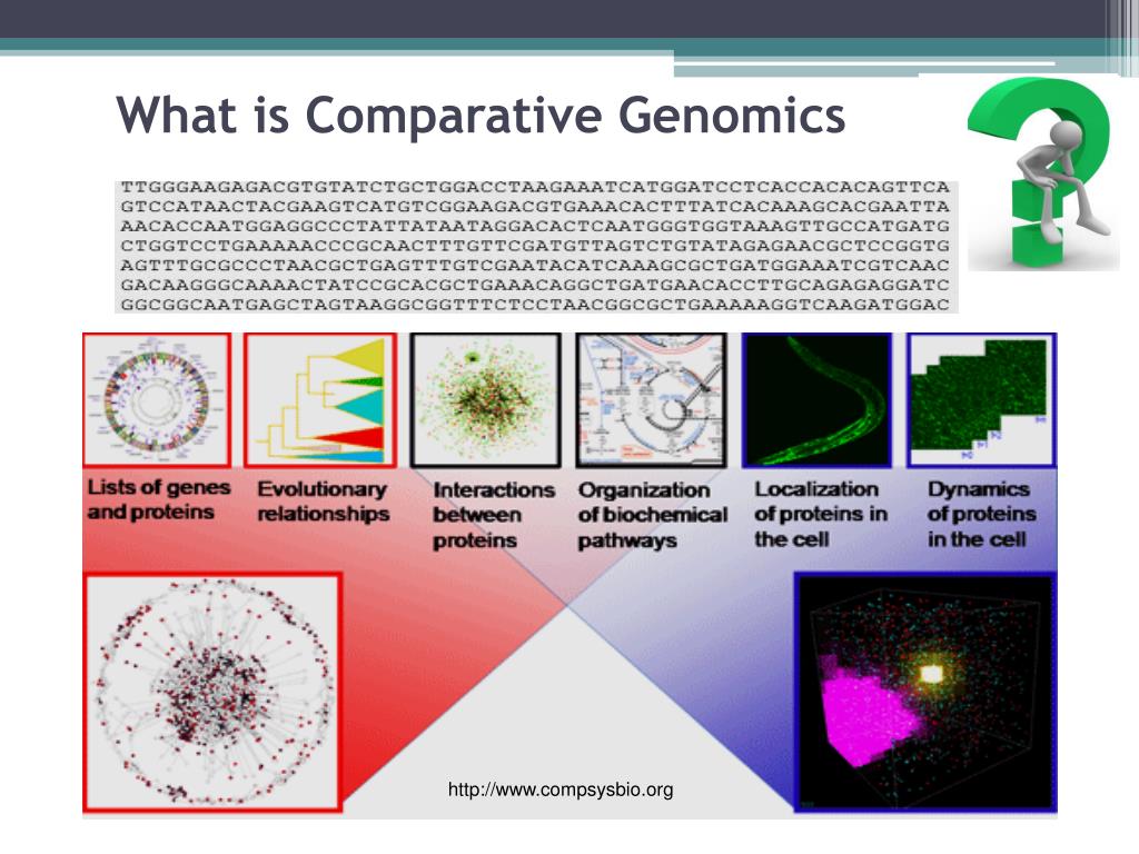 PPT - Comparative Genomics PowerPoint Presentation, free download - ID ... PPT - Comparative Genomics PowerPoint Presentation, free download - ID ...