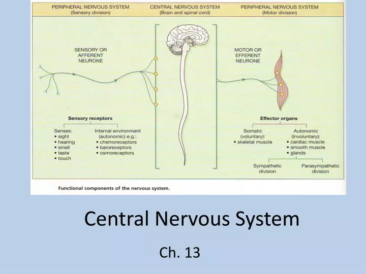 PPT - Central Nervous System PowerPoint Presentation, free download ...