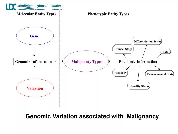 PPT - Malignancy Types PowerPoint Presentation, free download - ID:5140161