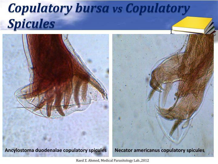 PPT - Medical Parasitology Lab. PowerPoint Presentation - ID:5140396