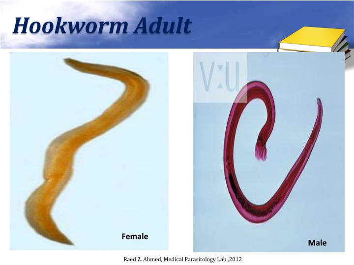 PPT - Medical Parasitology Lab. PowerPoint Presentation - ID:5140396