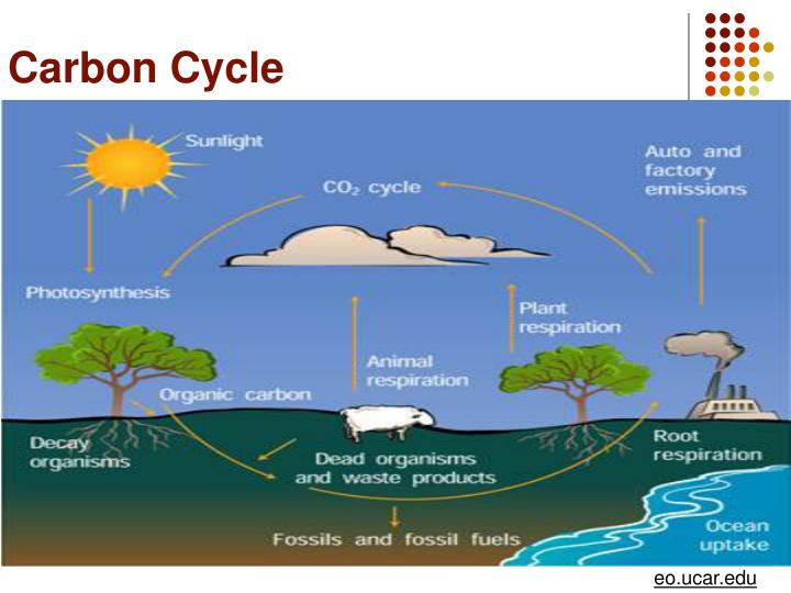 PPT - Carbon in Life and Materials PowerPoint Presentation - ID:5140770