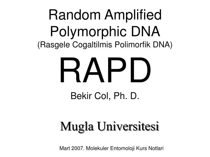 PPT - Random Amplified Polymorphic DNA (Rasgele Cogaltilmis Polimorfik ...